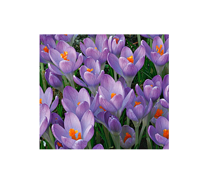 Crocus Species Mix | White Flower Farm