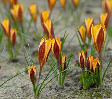 Crocus angustifolius | White Flower Farm