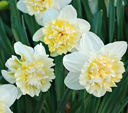 Double Daffodil Mix | White Flower Farm
