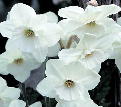 Weatherproof Large-Cupped Daffodil Mix | White Flower Farm