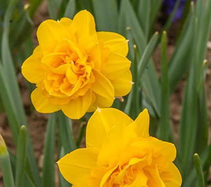 Double Daffodil Mix | White Flower Farm