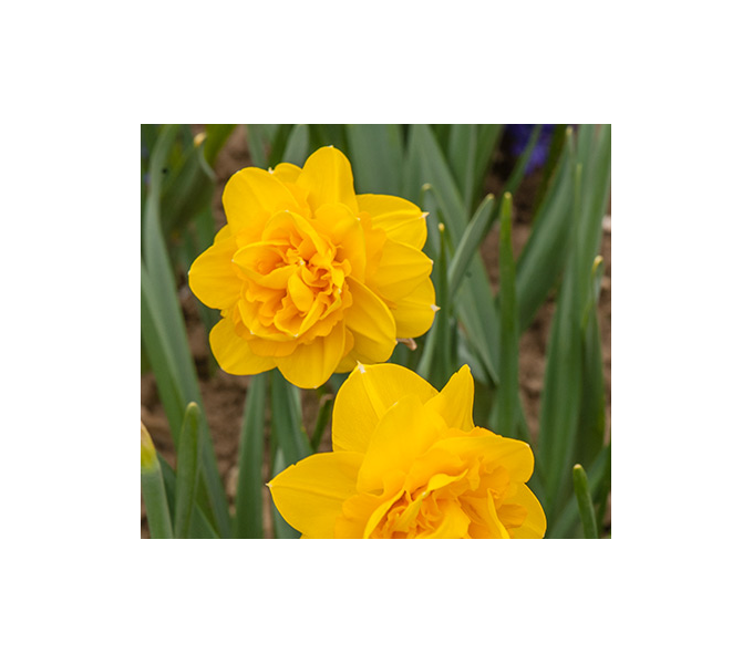 Double Daffodil Mix | White Flower Farm