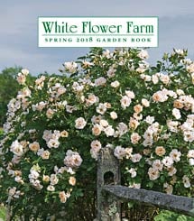 Geranium sanguineum striatum | White Flower Farm